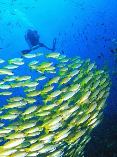 Plongée Maldives - Croisière Plongée aux Maldives