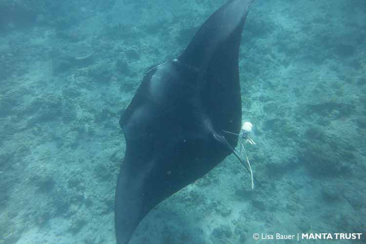 Une manta sauvée - Sous l'Ocean